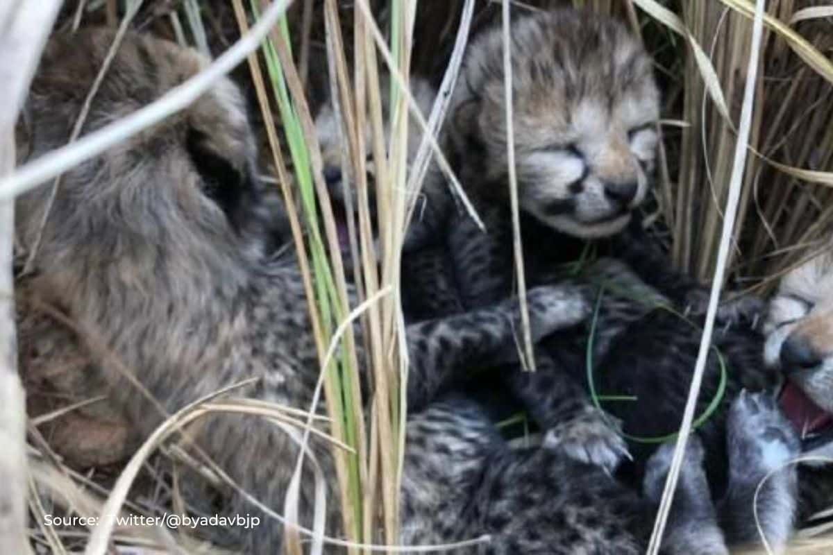 Good News: Four Cubs born to one of the cheetahs translocated to India