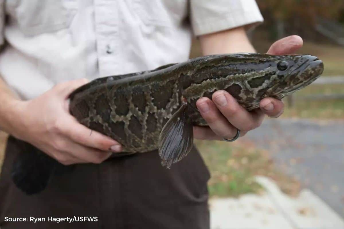 Snakehead Fish: Fish survives without water and grows to 3 ft in ...